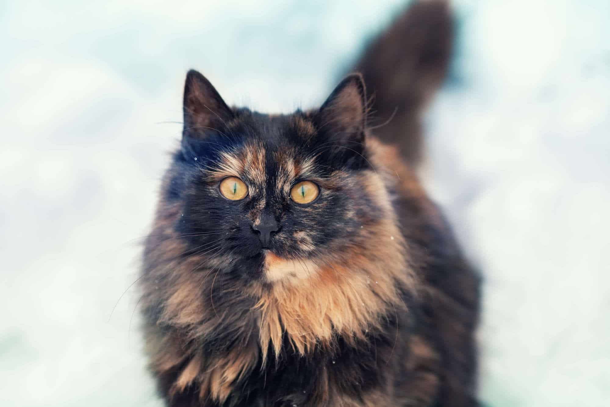 Tortoiseshell Cats: Personality, Appearance, History & More - RAWZ