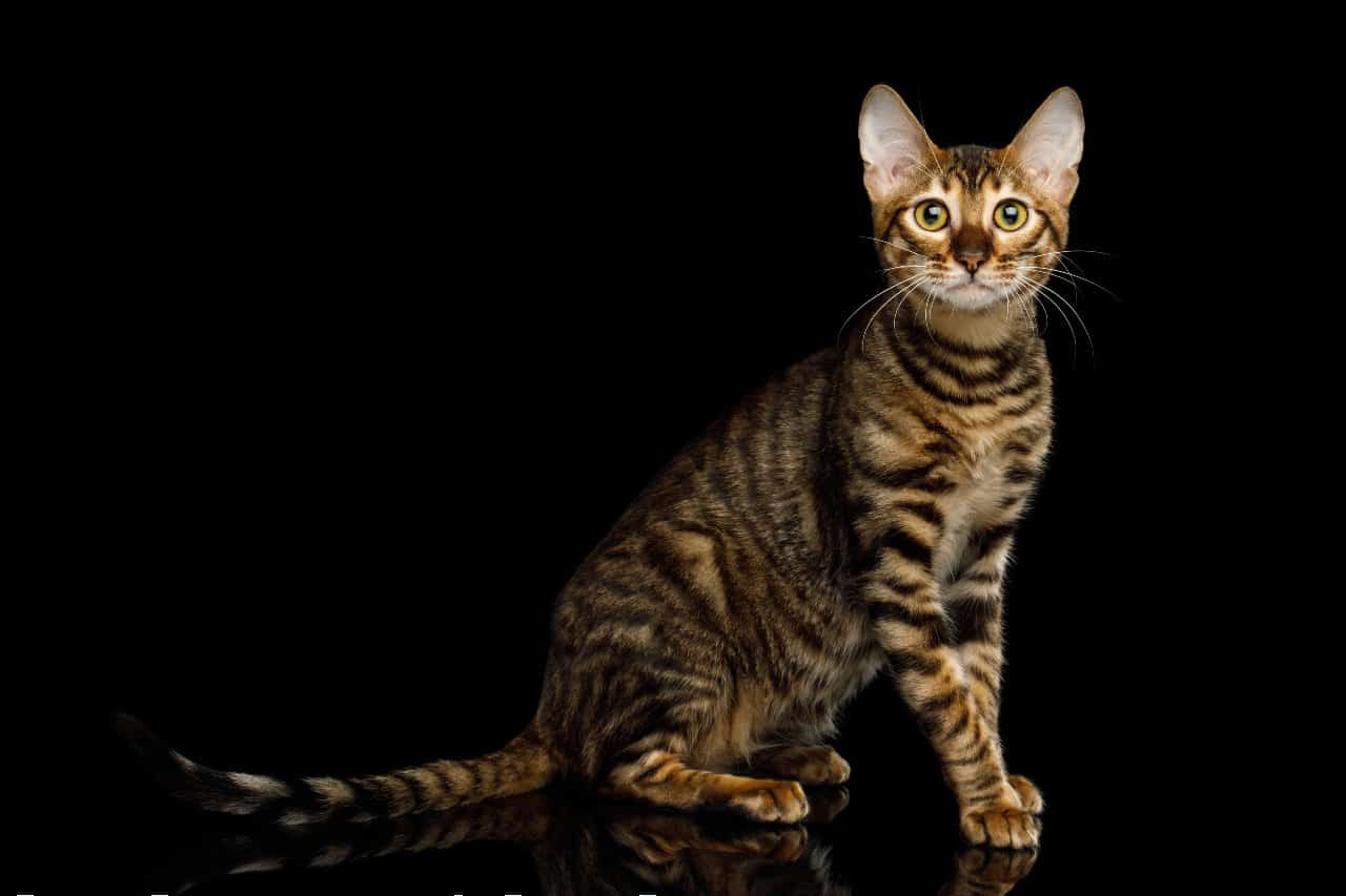 Toyger Cats: Breed History, Personality & More - RAWZ