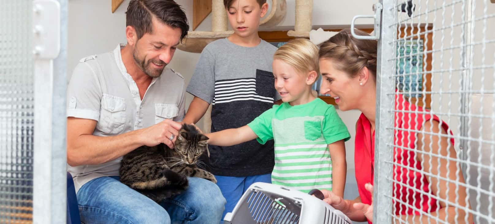 The Cat Adoption Process: Everything New Owners Need to Know - Natural ...