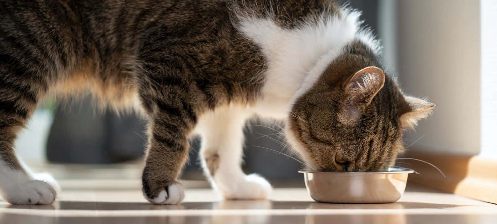 Understanding Your Cat’s Digestive System: Anatomy, Common Problems ...